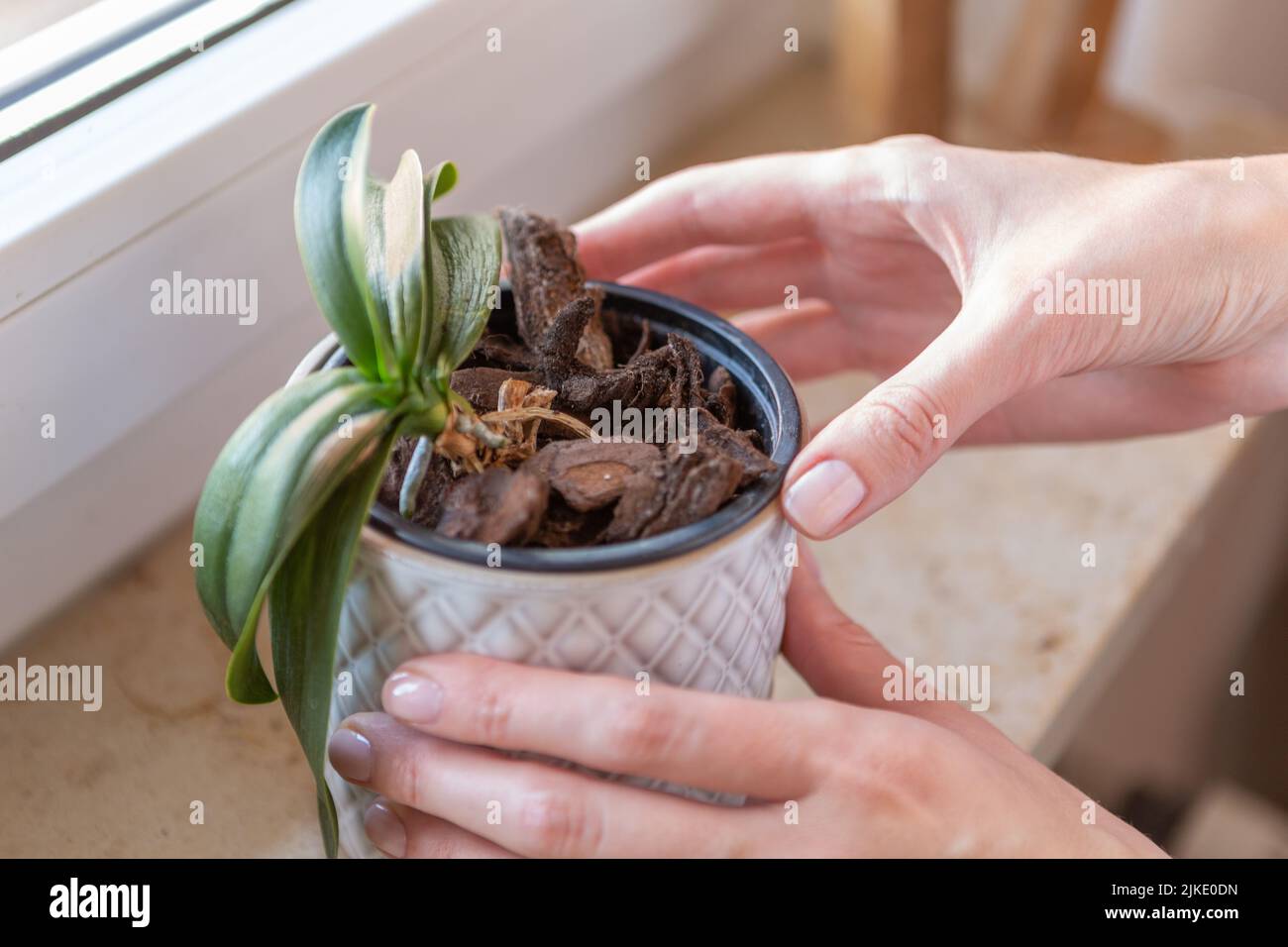 Hands putting a pot with a plant on a window bar Stock Photo - Alamy