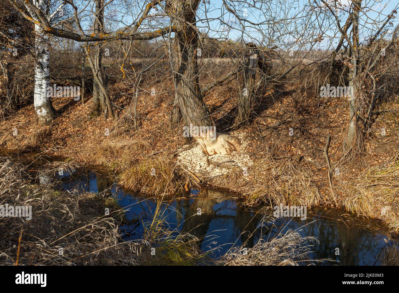 Beavers signs hi-res stock photography and images - Alamy