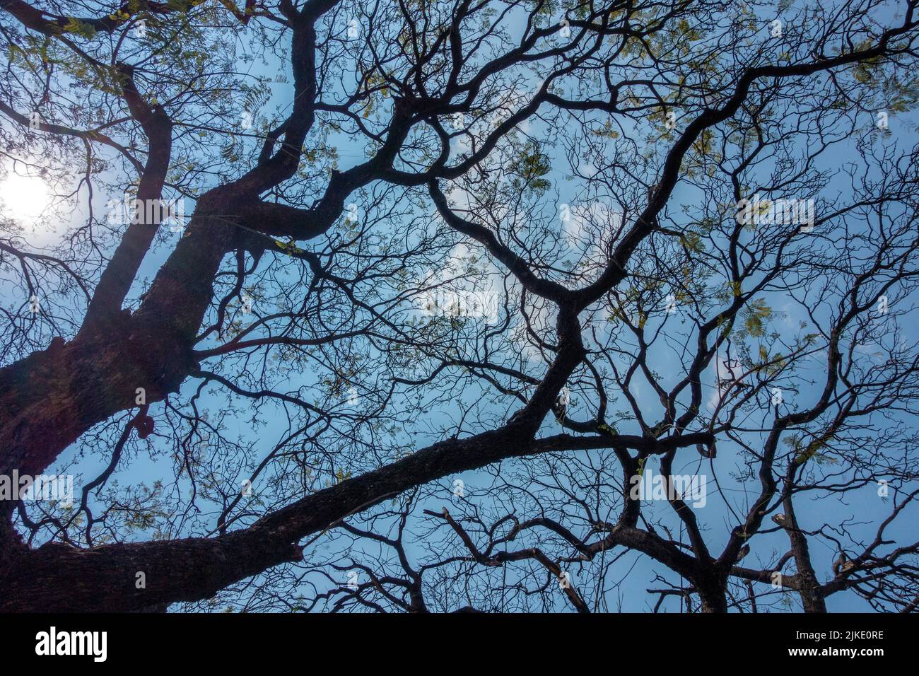 Tree branches against a blue sky Stock Photo - Alamy