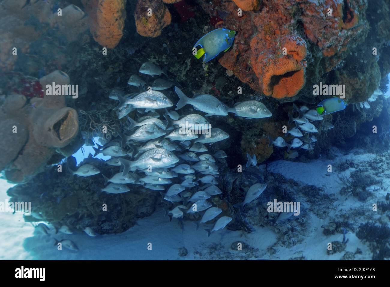 Fish margate hi-res stock photography and images - Alamy