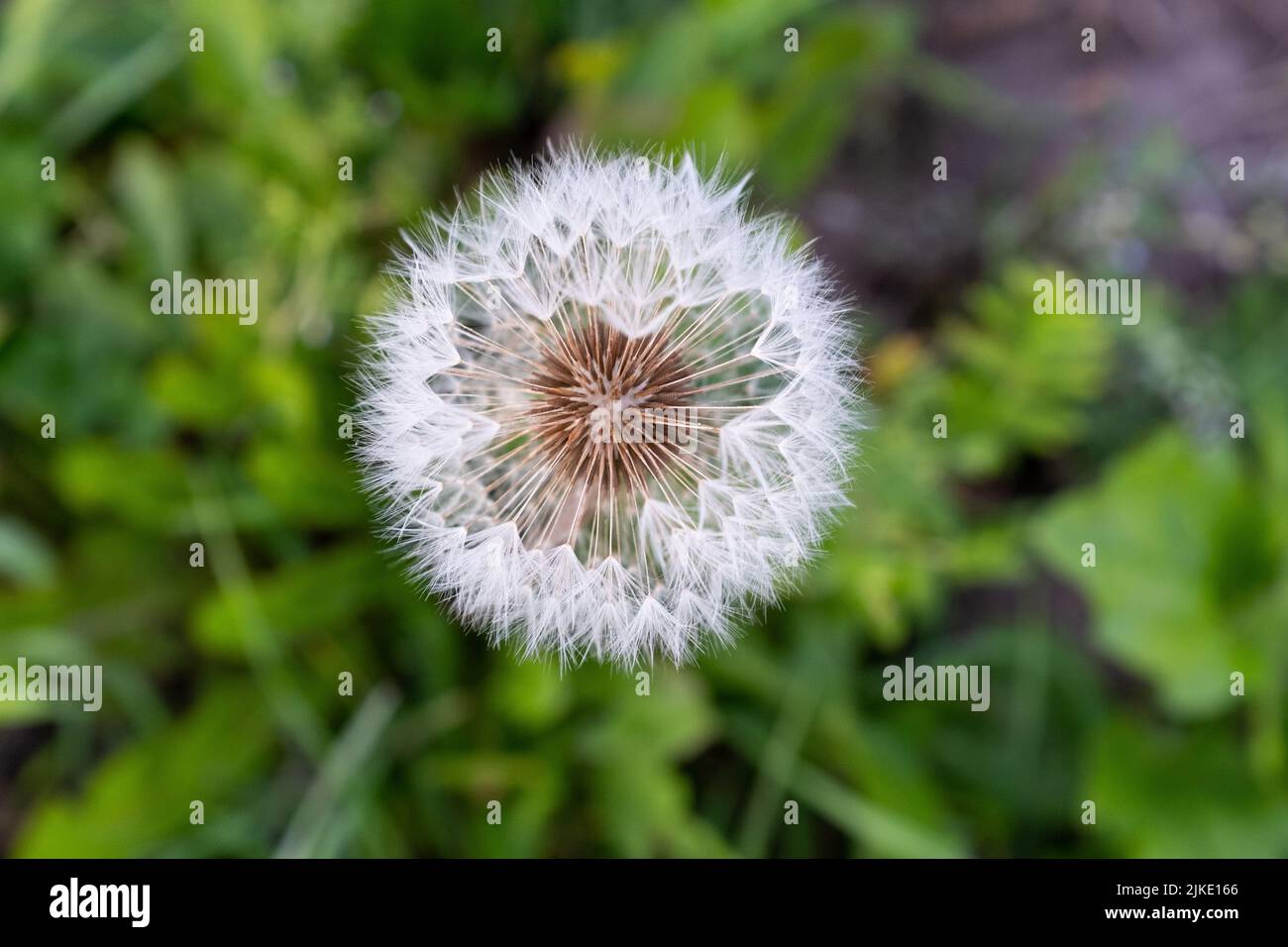 A single dandelion on the bones on the blurred green grass. A fluffy ...