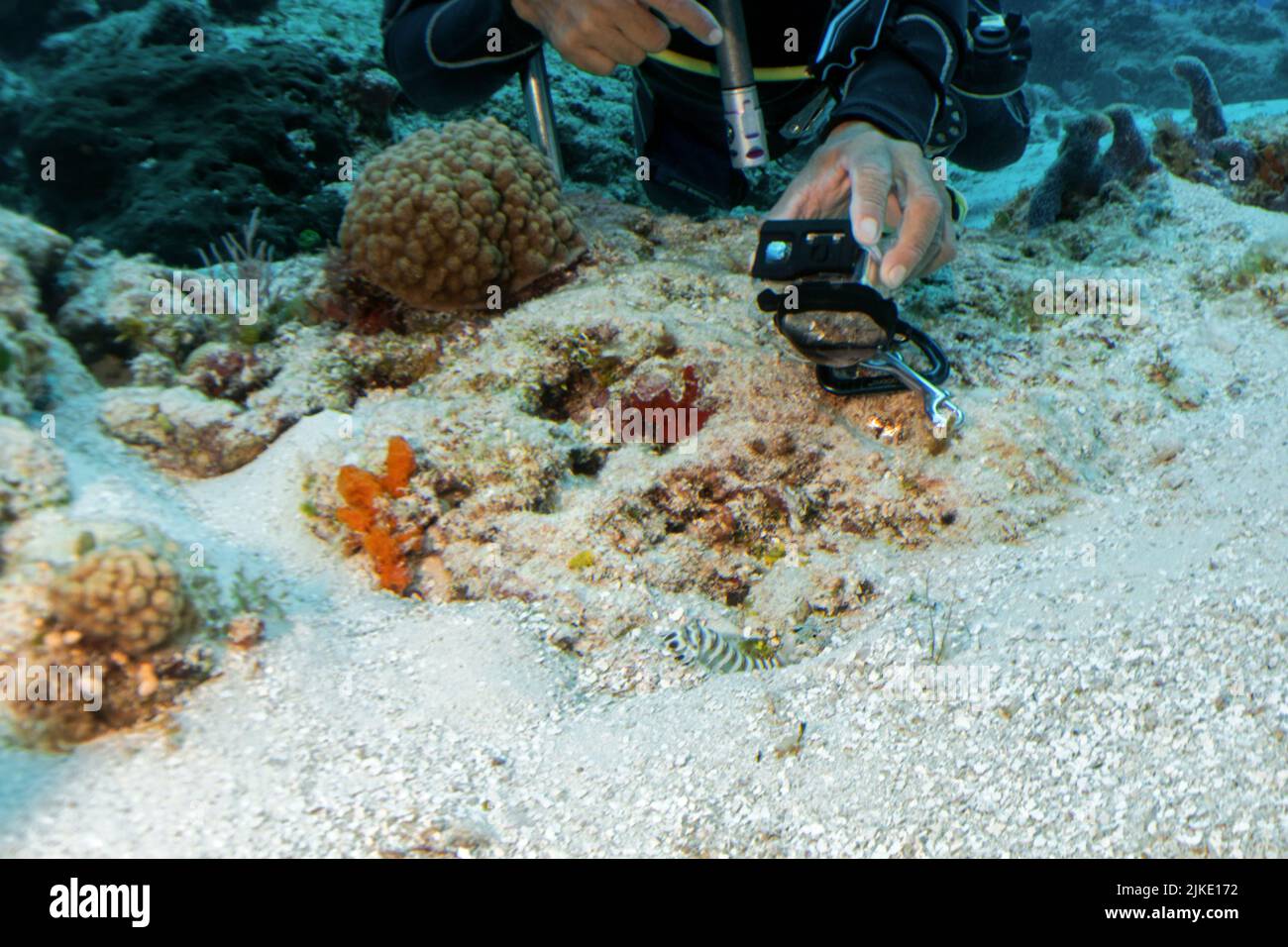 Mantis fish hi-res stock photography and images - Alamy