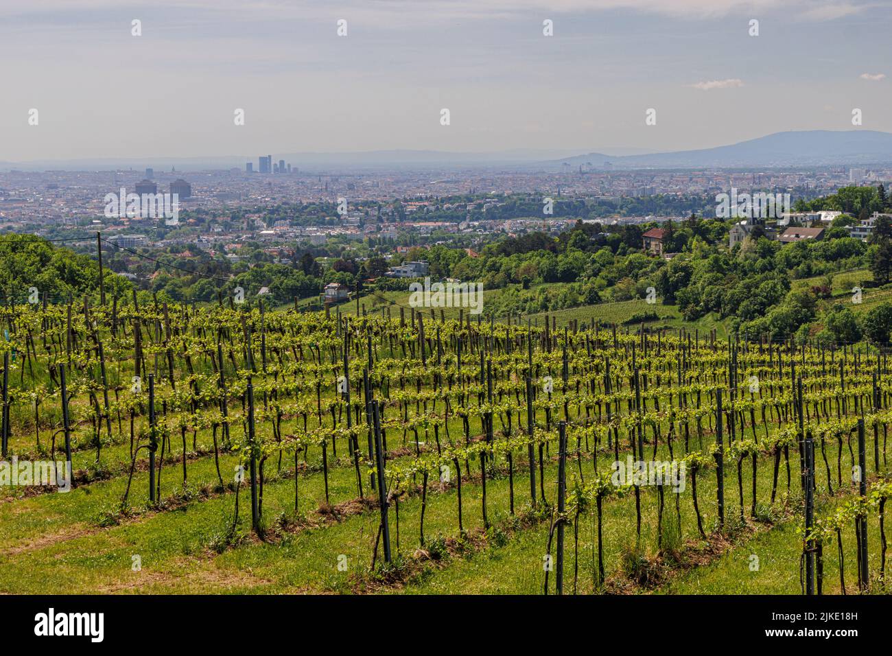 Vineyards austria hi-res stock photography and images - Alamy