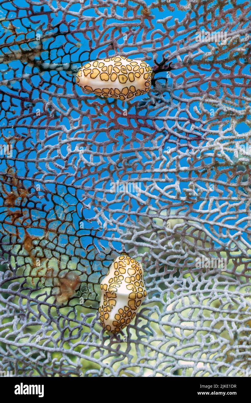 Tongue photos hi-res stock photography and images - Alamy