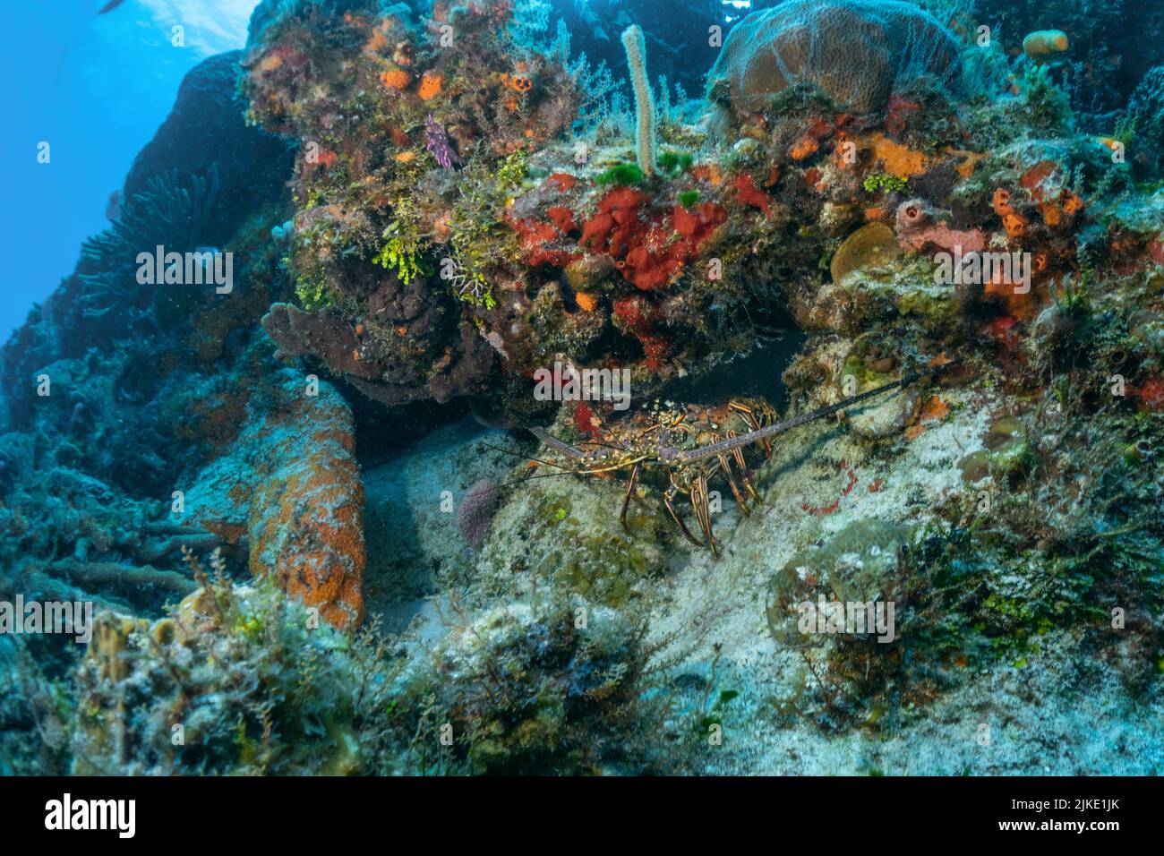 Spiny fish species hi-res stock photography and images - Alamy