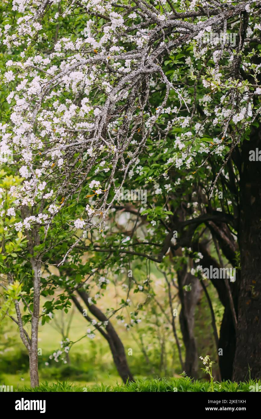 Apple tree in bloom Stock Photo - Alamy