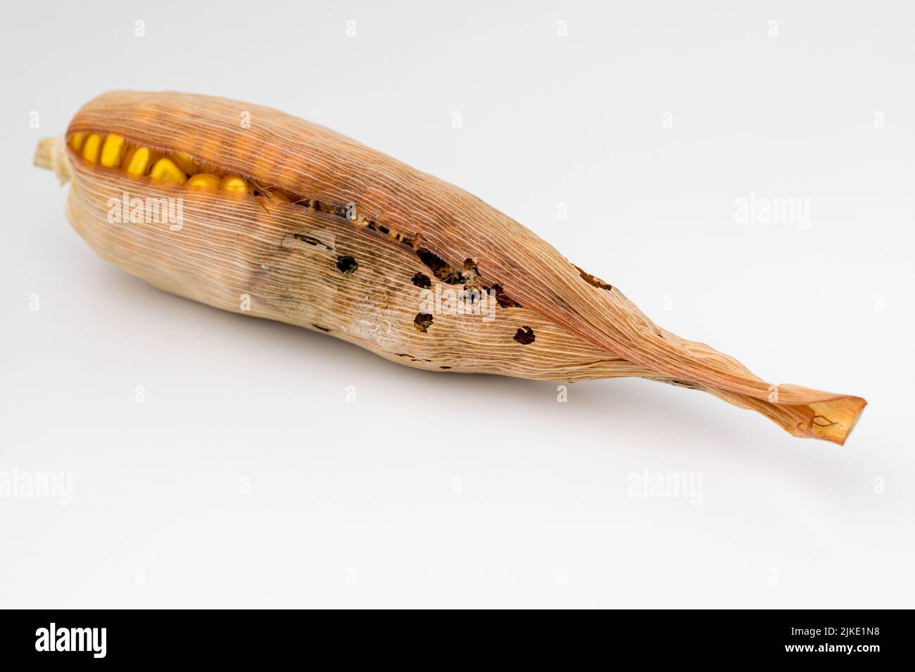 Corn ear with insect damage to kernels. Insect control and prevention ...