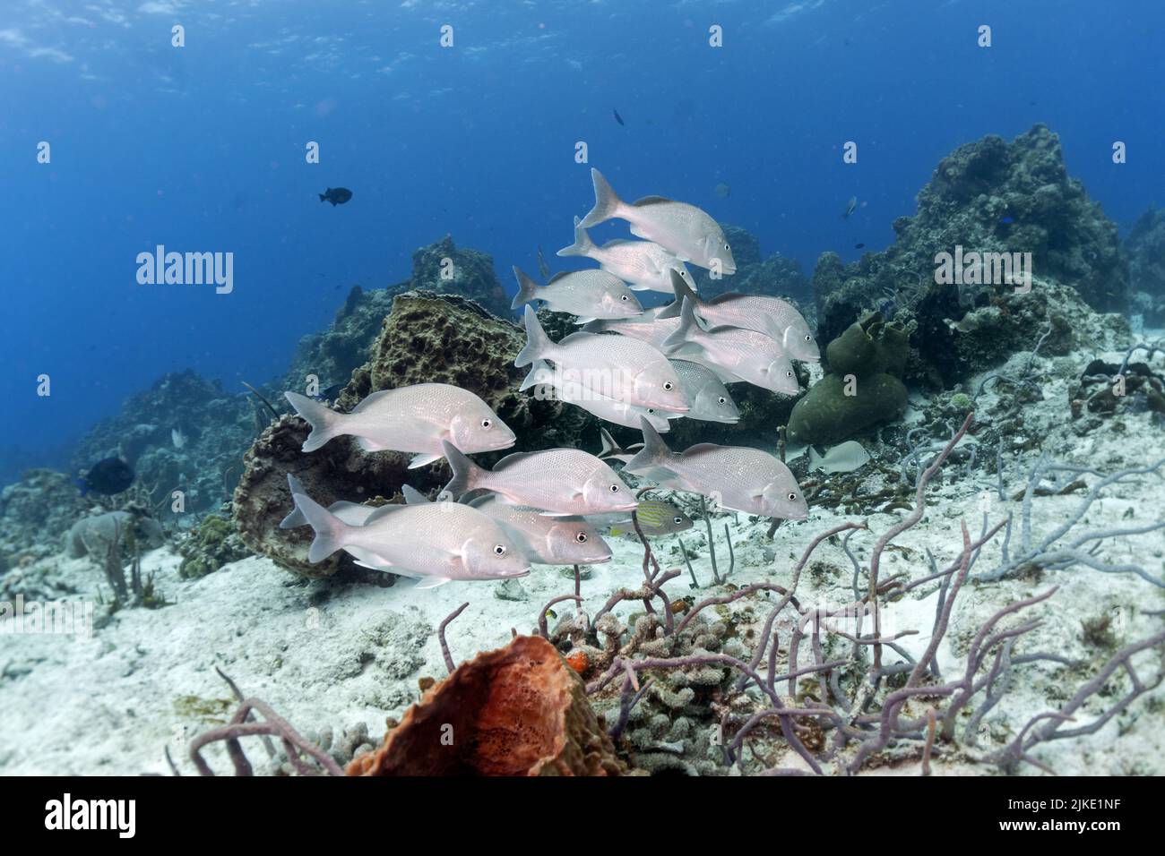 Margate fish hi-res stock photography and images - Alamy