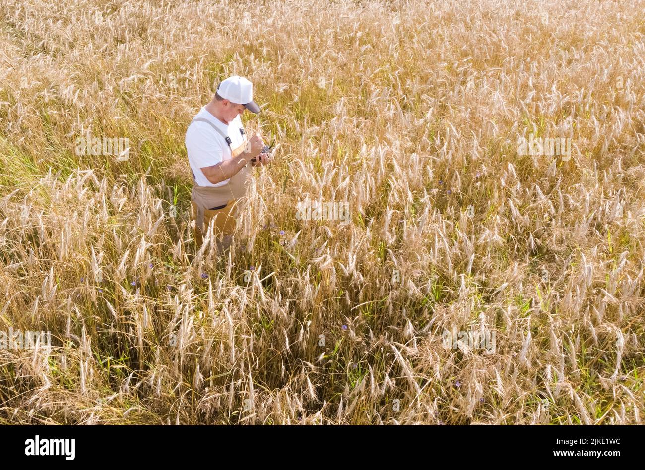 A farmer inspects a field with growing wheat, checks the quality of the ...