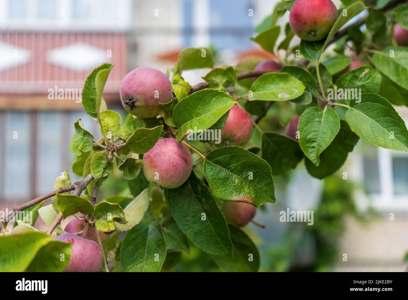 Apple hanging on the branch of apple tree. Red apple with leaves in the ...