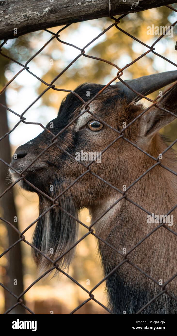 A vertical shot of a brown goat looking through a metal fence Stock ...
