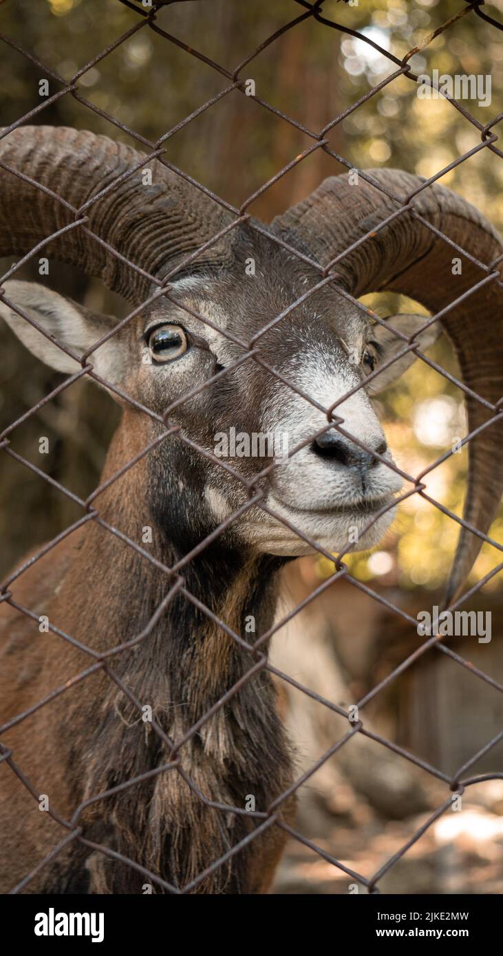 A vertical shot of a brown goat with horns looking through a metal ...