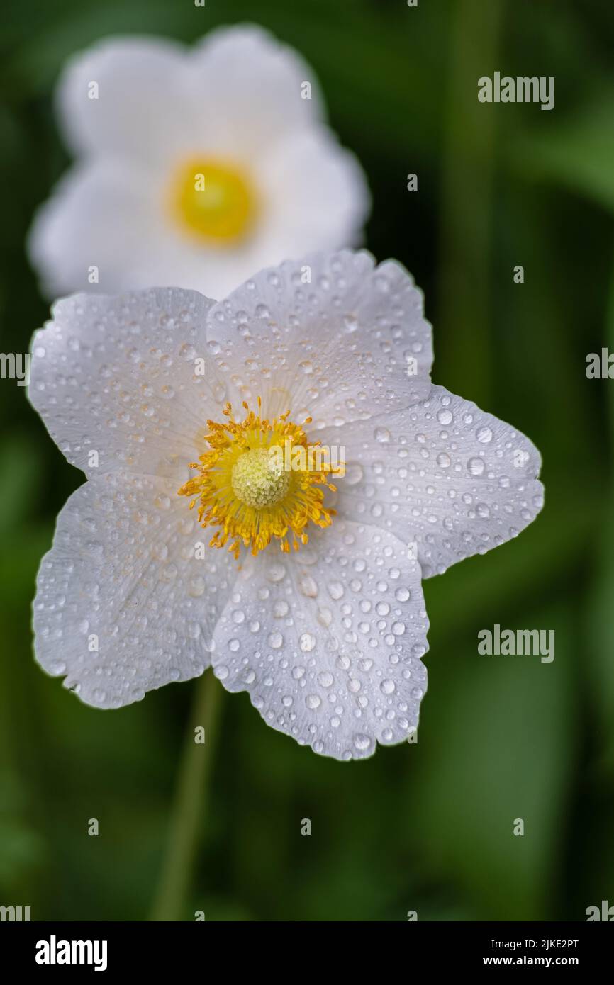 Grape Lea Anemone Flower Stock Photo - Alamy