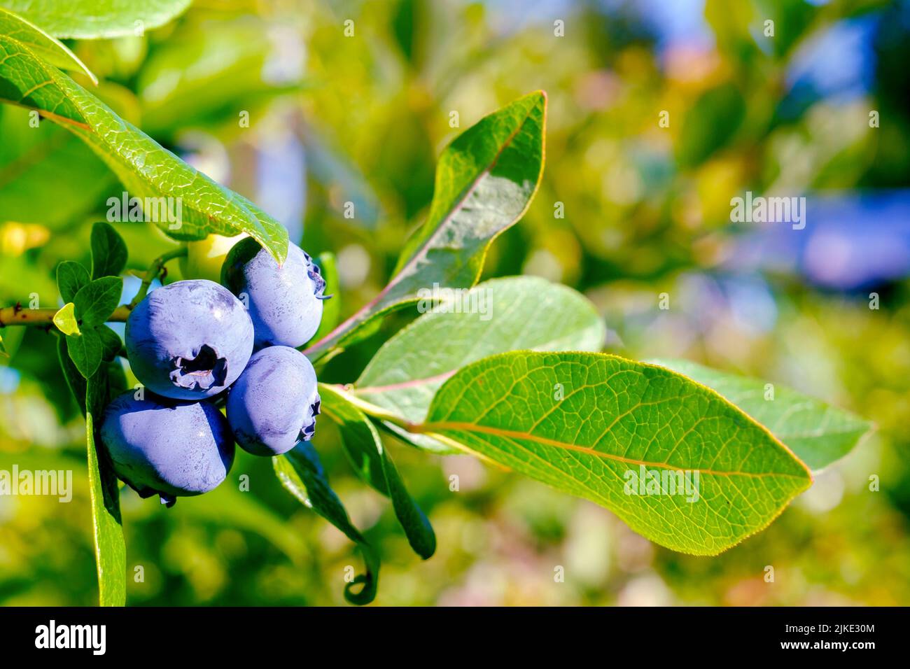 Blueberry. Dark blue large berries close-up and green foliage Stock ...