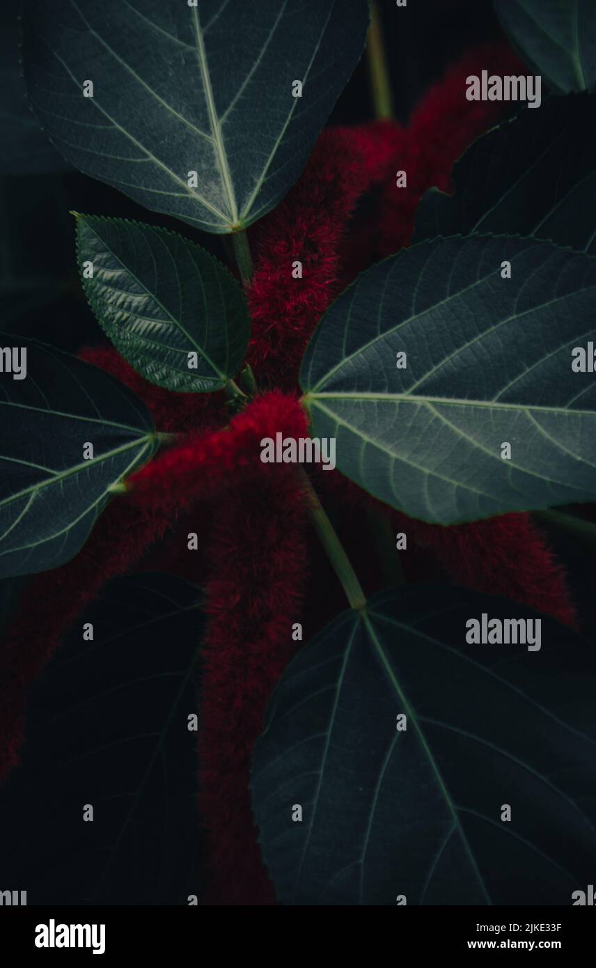A vertical close-up shot of a tropical plant Acalypha with leaves Stock ...