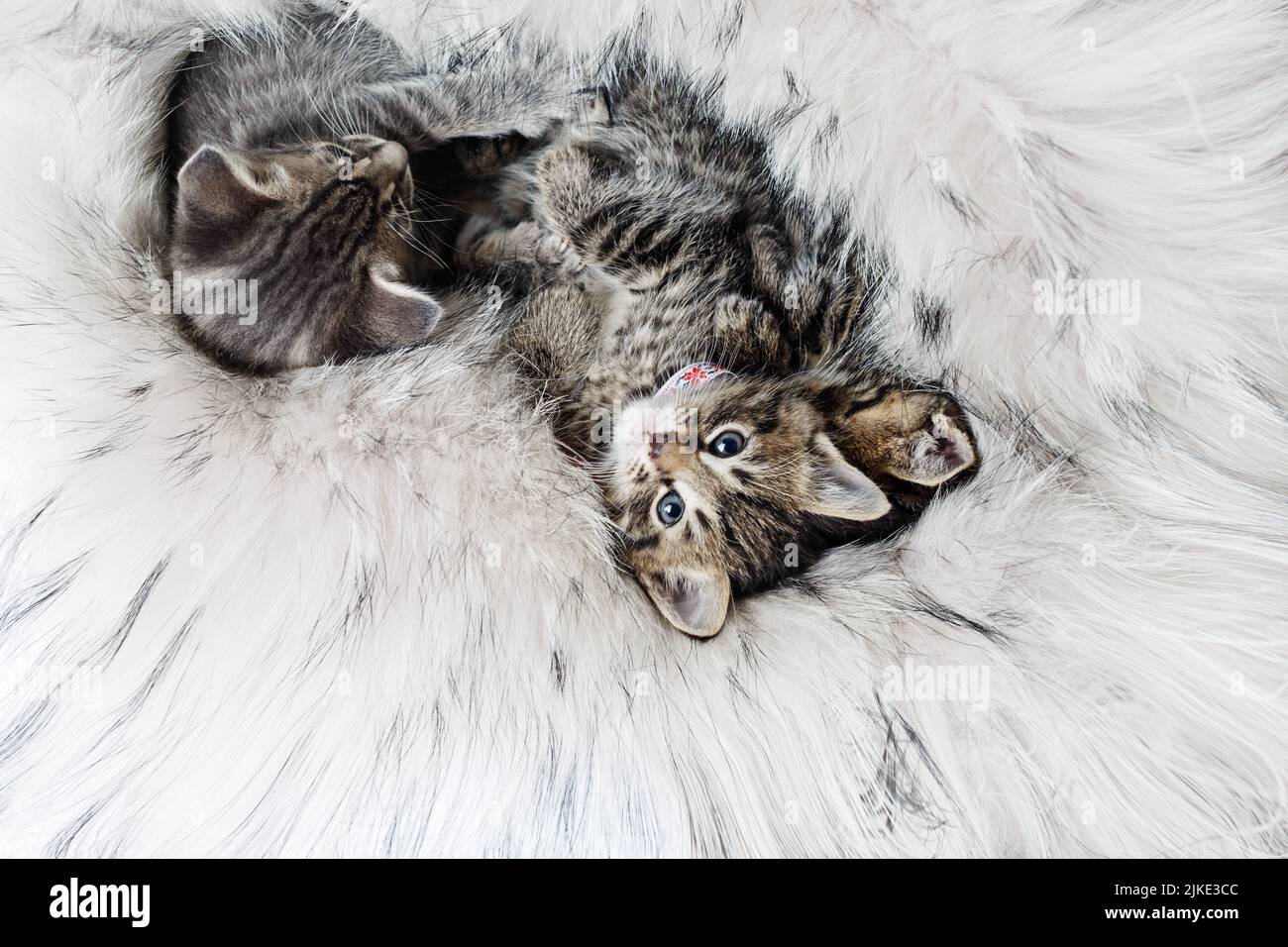 Three cute little kittens sleeping together in fluffy bed Stock Photo ...
