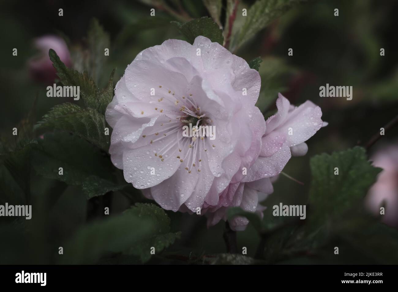 White japanese roses hi-res stock photography and images - Alamy