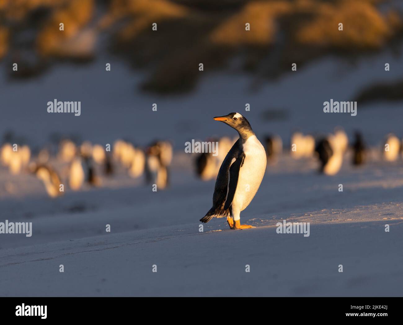 Gentoo penguin (Pygoscelis papua) a penguin species in the genus ...