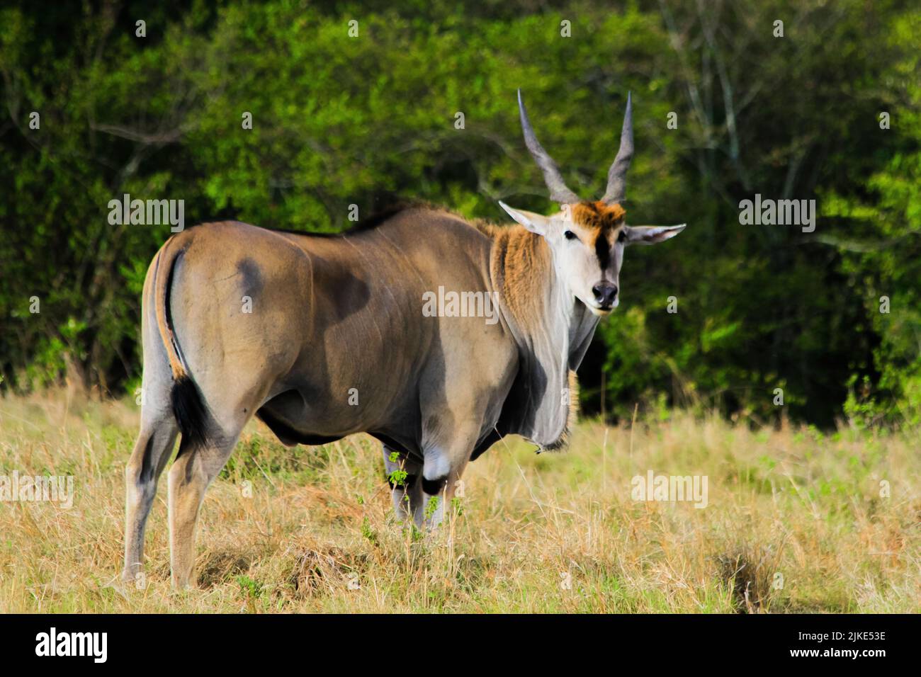 Africa cattle kenya gazelle hi-res stock photography and images - Alamy