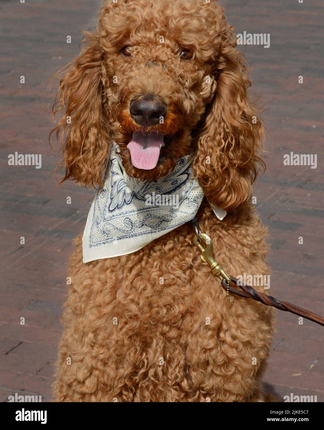 Man and his poodle hi-res stock photography and images - Alamy
