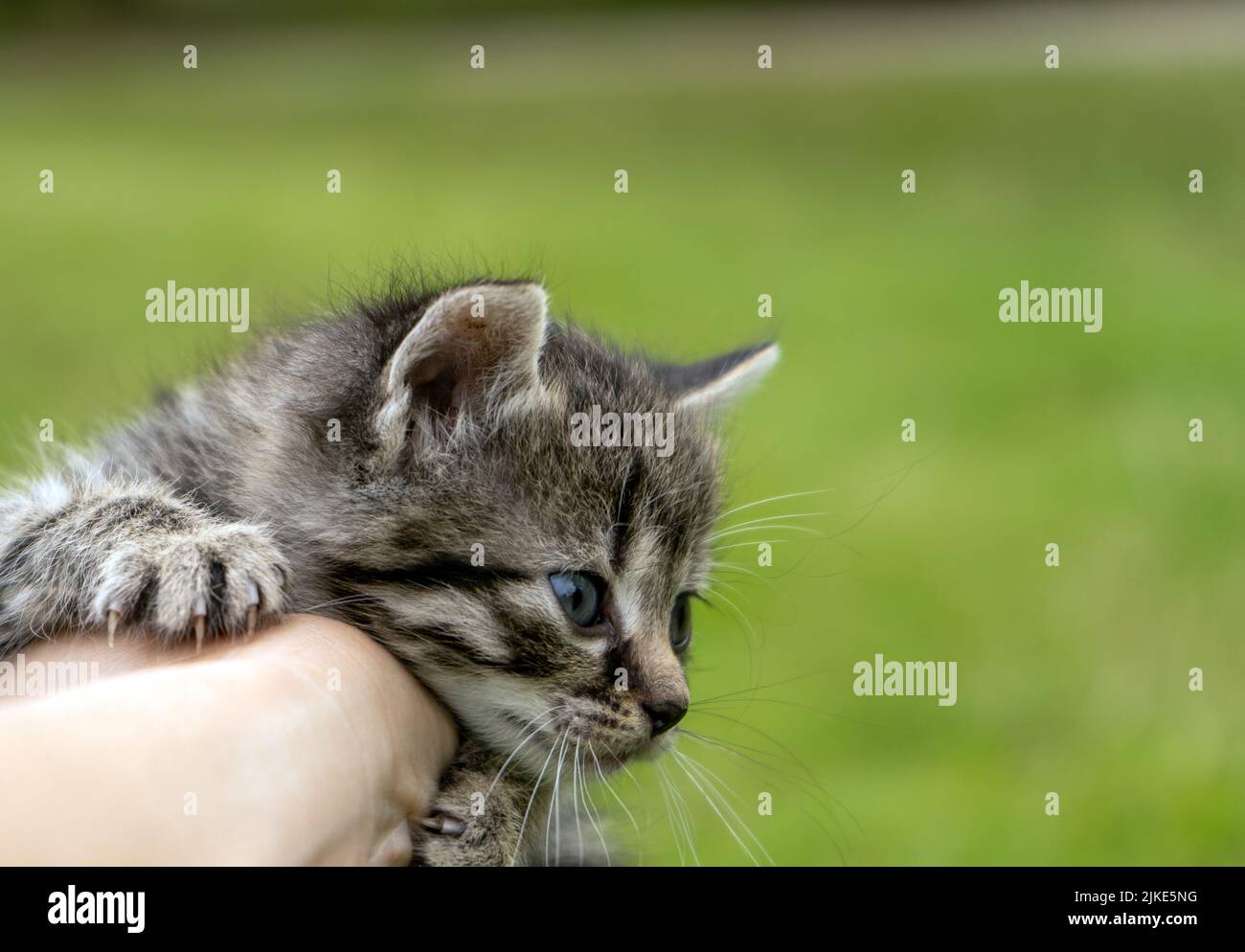 Close up cute small kitten hi-res stock photography and images - Alamy