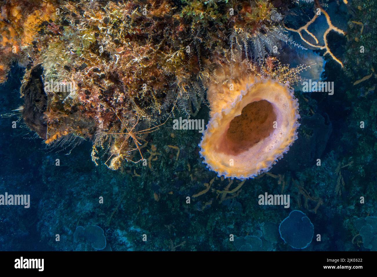 Sponges species hi-res stock photography and images - Alamy