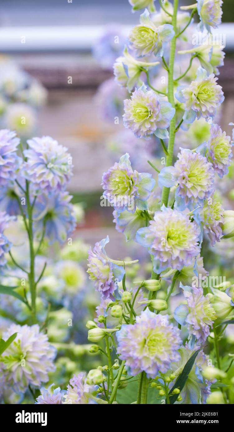 Highlander moonlight hi-res stock photography and images - Alamy