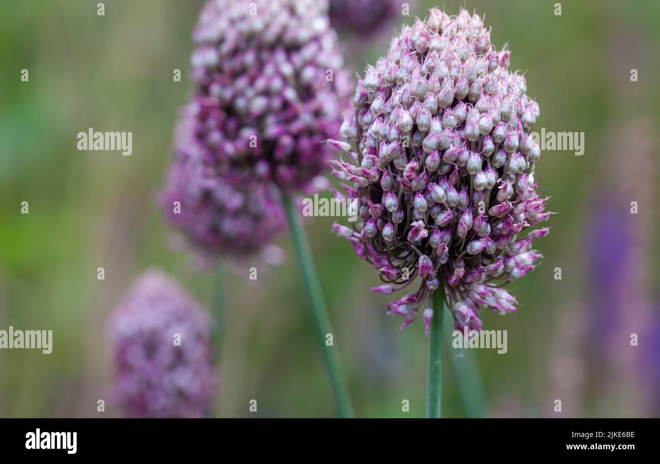 Gardening Calendar - Close-up of Wild Leeks growing in British ...