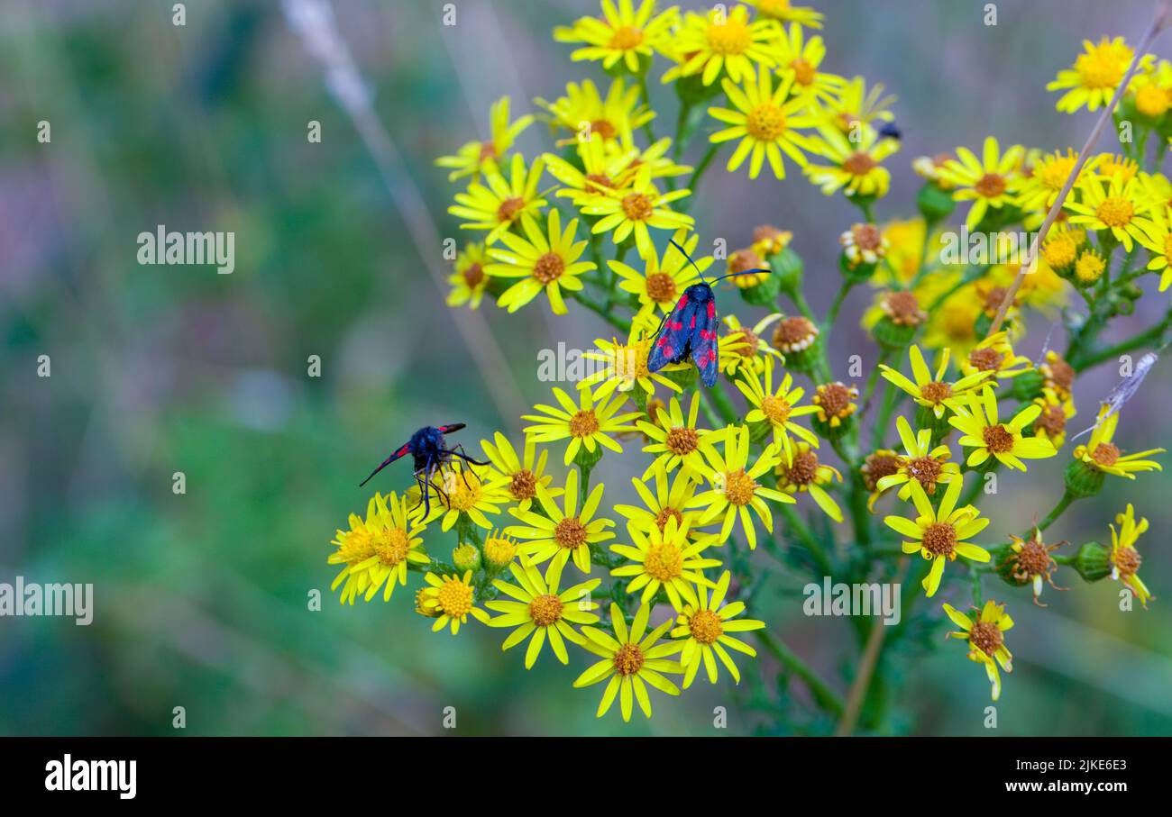 Six-spot burnet (Zygaena filipendulae) a day-flying moth of the family ...