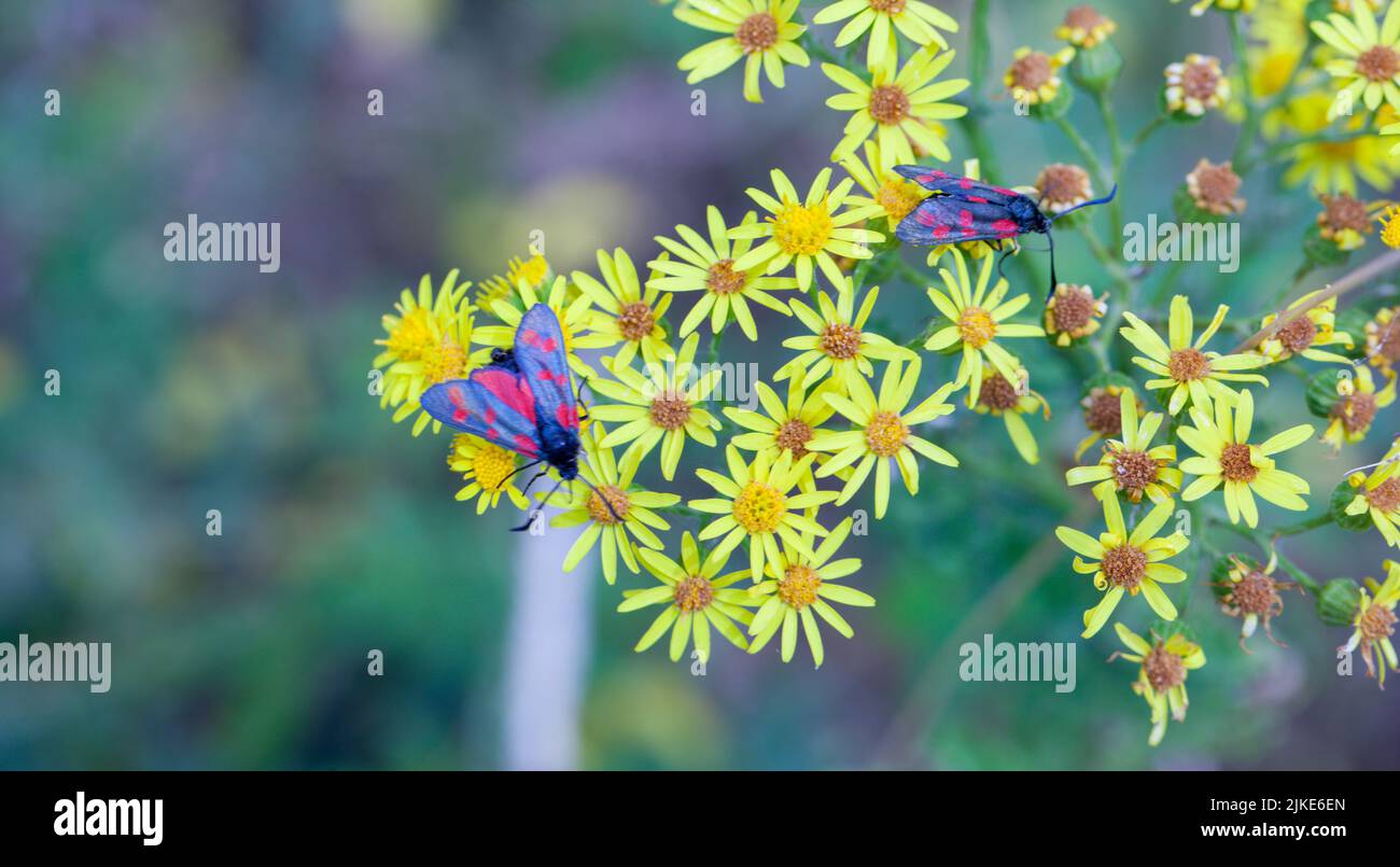 Six-spot burnet (Zygaena filipendulae) a day-flying moth of the family ...
