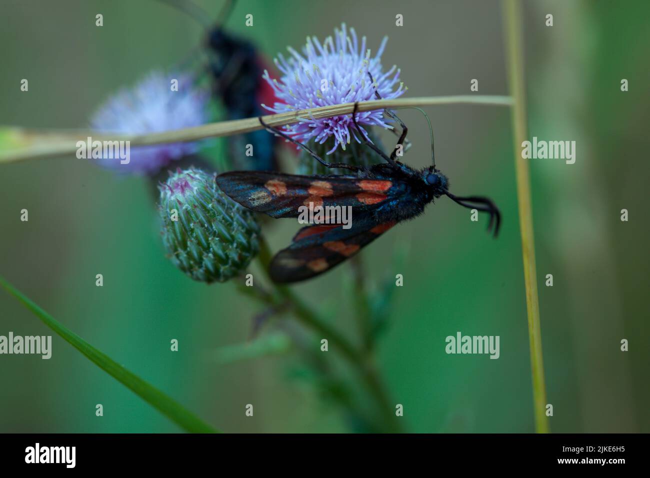 July 2022 - A Six-spot burnet moth ( Zygaena filipendulae ) foraging at ...