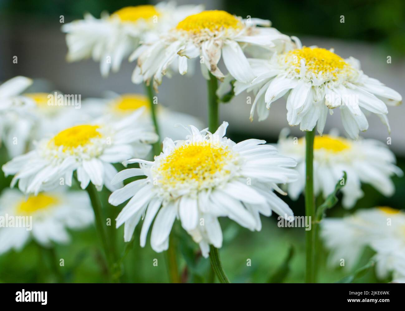 Real comet hi-res stock photography and images - Alamy