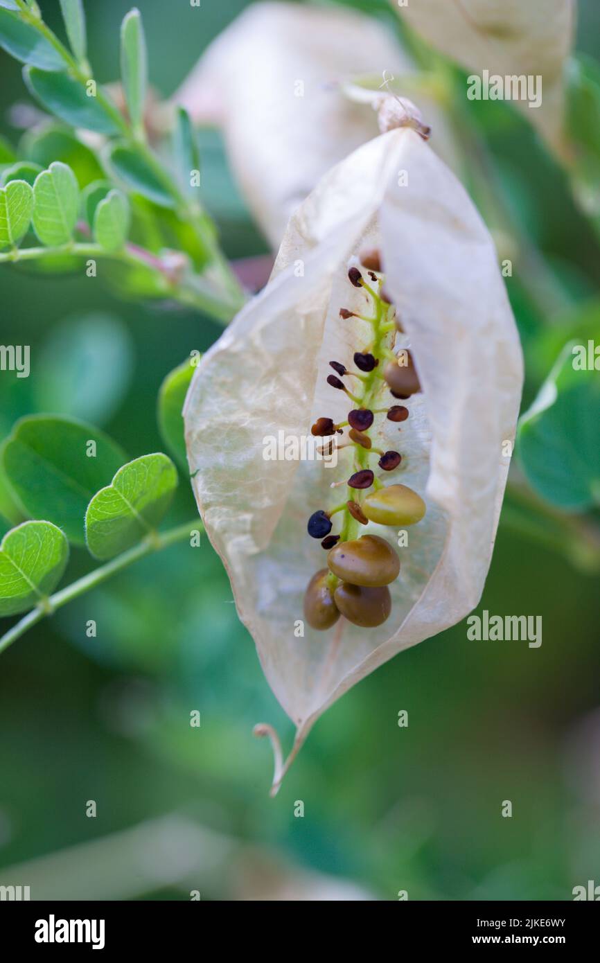 Close-up of seed pods of Colutea arborescens (Common bladder senna ...