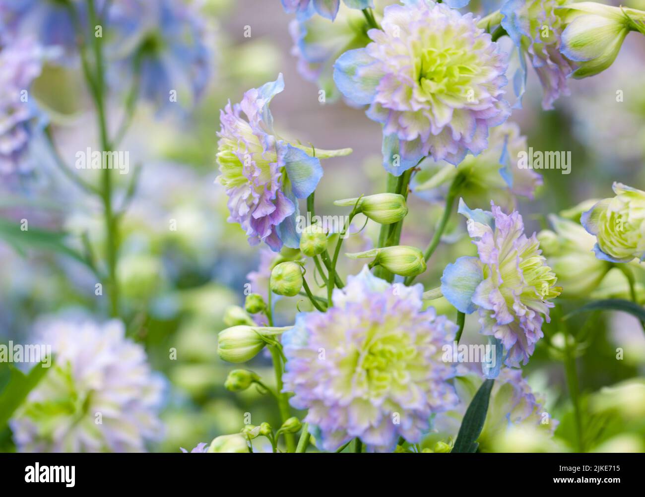 Highlander moonlight hi-res stock photography and images - Alamy