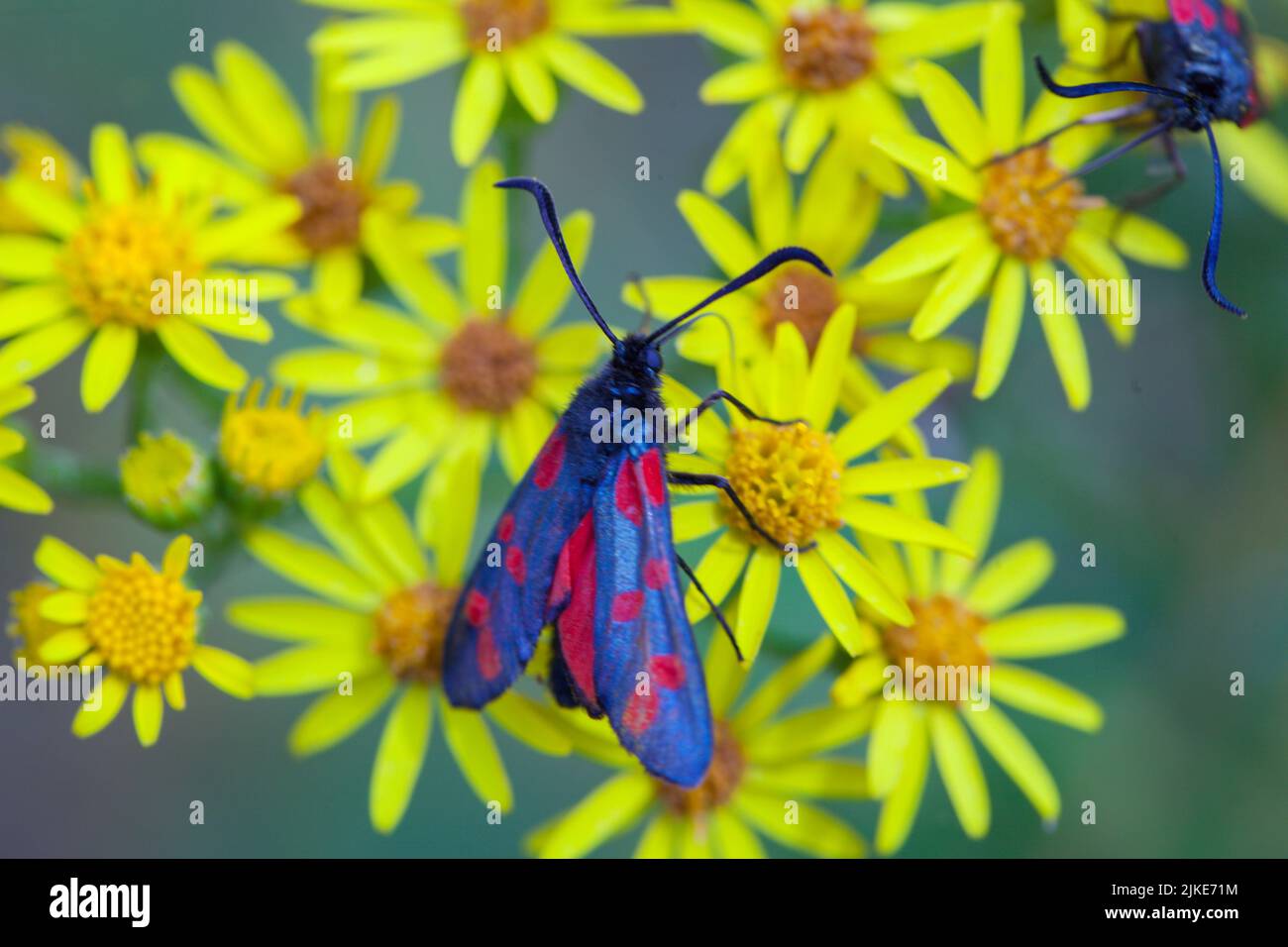 Six-spot burnet (Zygaena filipendulae) moth at Canvey Wick Nature ...