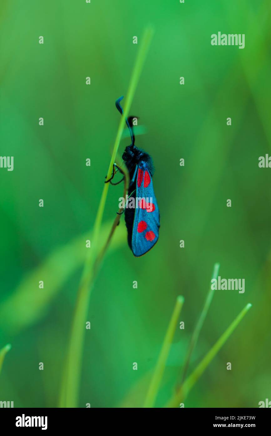 Six-spot burnet (Zygaena filipendulae) moth at Canvey Wick Nature ...