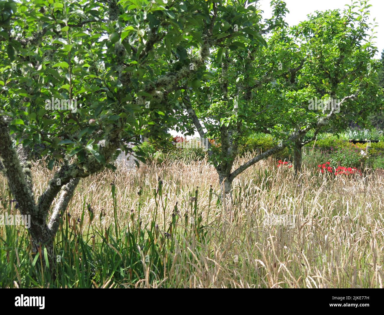 Mature growth fruit trees hi-res stock photography and images - Alamy