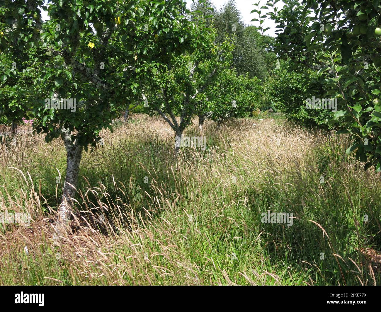 Mature fruit trees underplanted with grasses in the orchard part of the ...