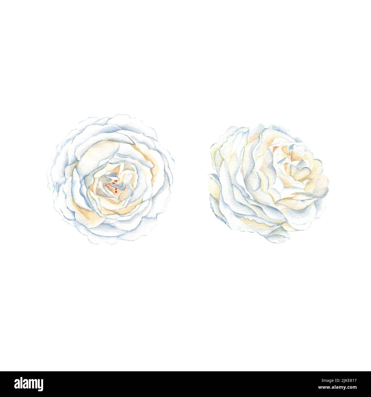White roses buttons set isolated on white background. Watercolor hand ...