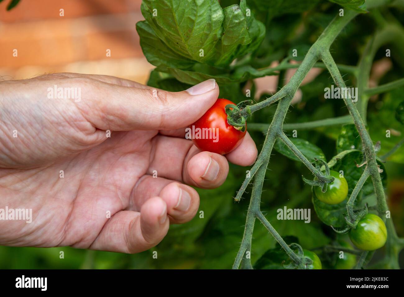 A man picking a tomato from a plant Stock Photo - Alamy
