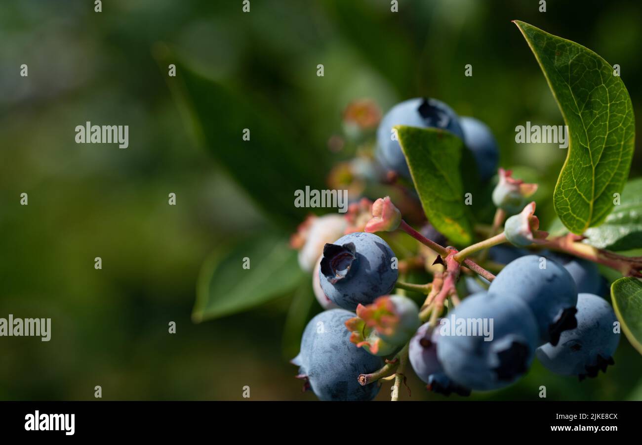 Blueberries, fruit ripening on shrubs in the sun. Dark blueberry fruit ...
