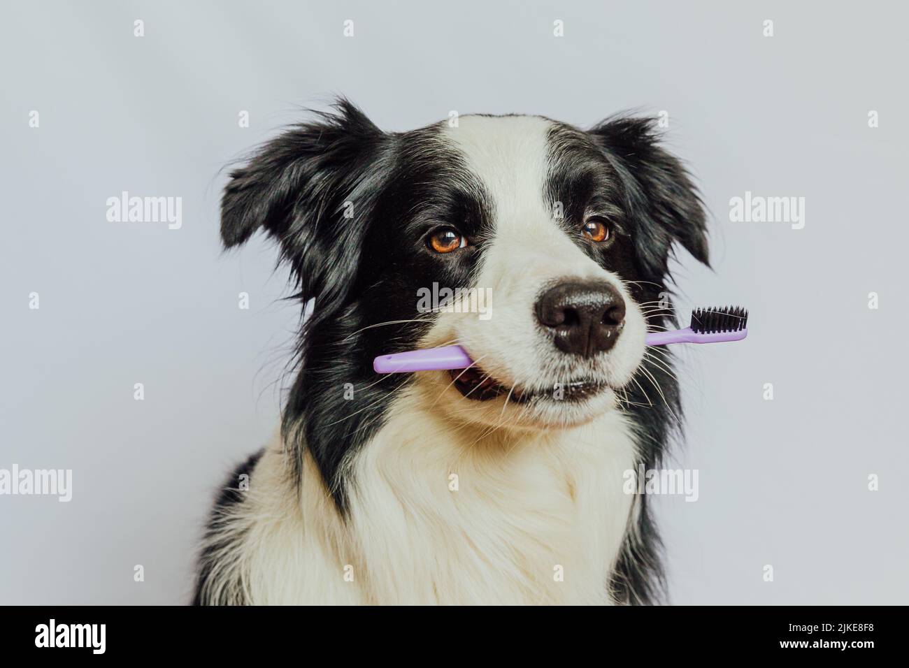 Cute smart funny puppy dog border collie holding toothbrush in mouth ...