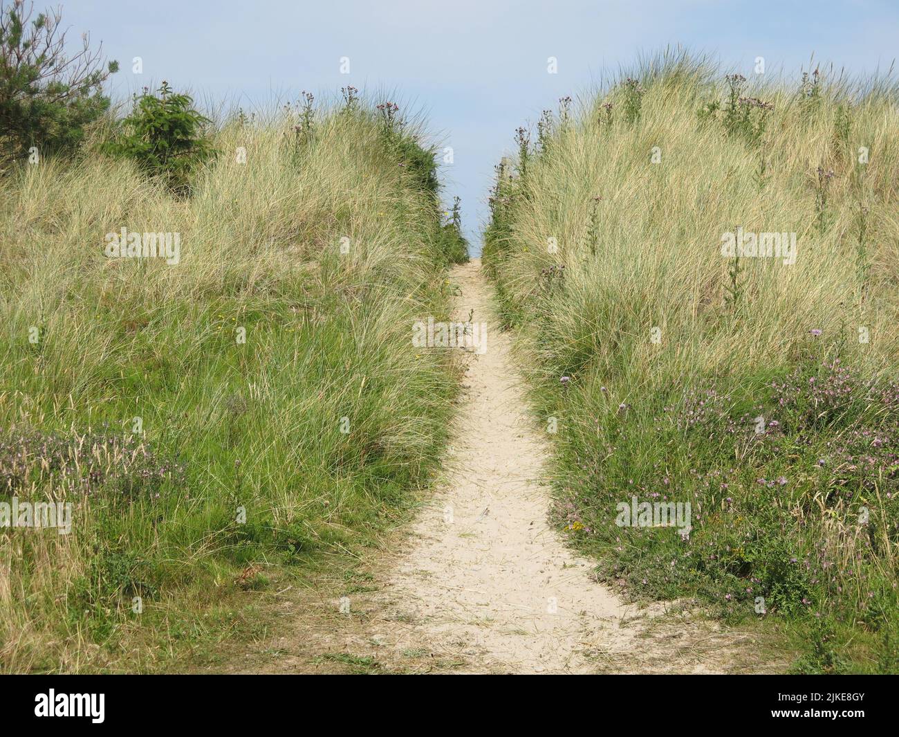 Sandy paths meander through the sand-dunes on a glorious summer's day ...