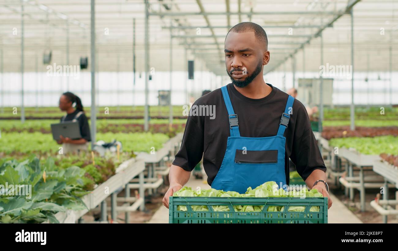 Professional farm worker walking and holding crate with fresh lettuce ...
