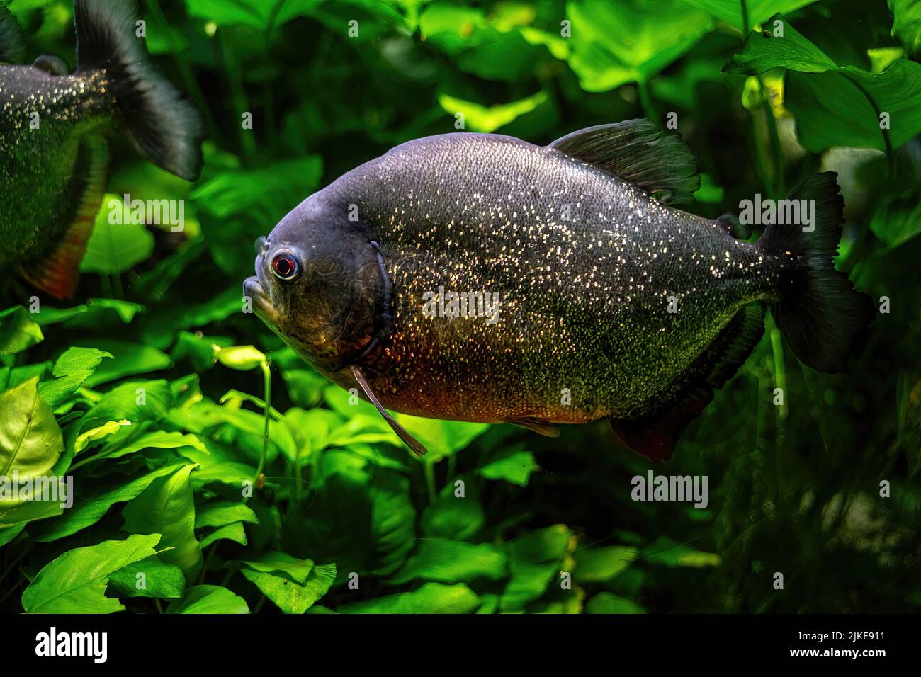 Red bellied piranha Stock Photo - Alamy