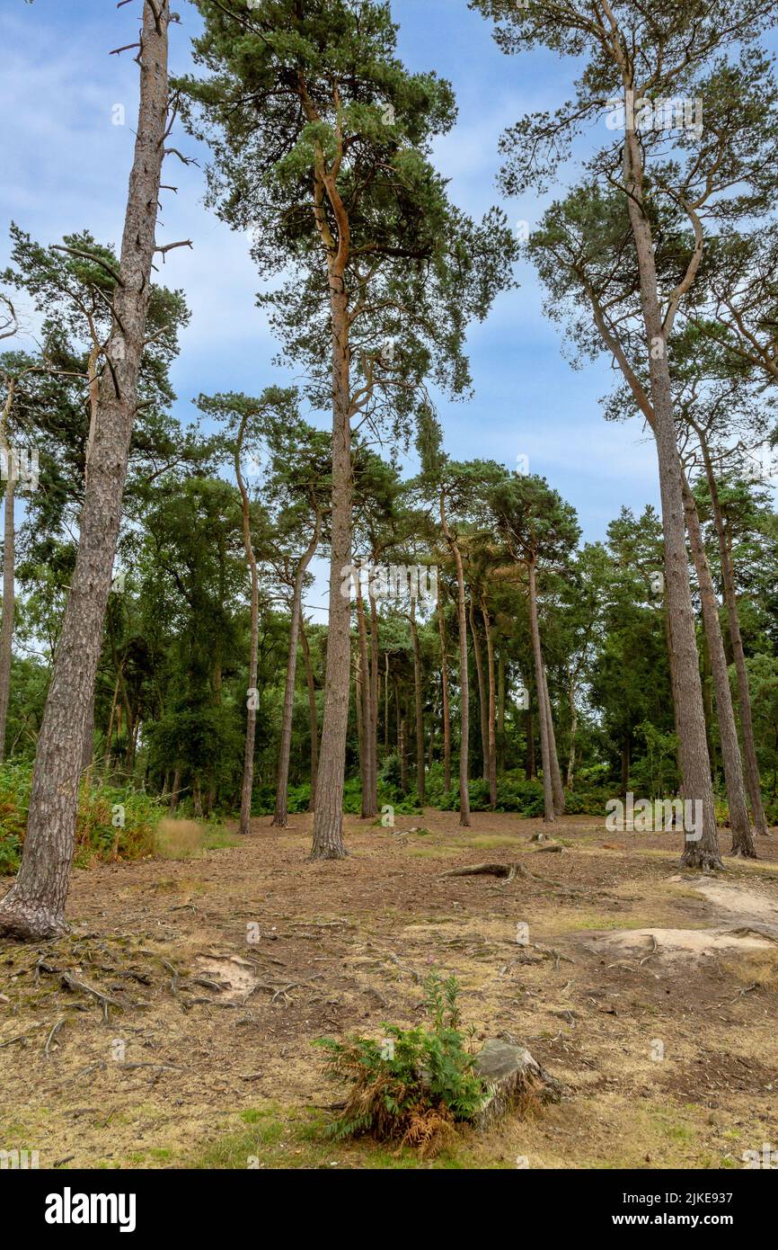 Woodland views in Lickey Hills Country Park, Rednal, Birmingham, UK ...