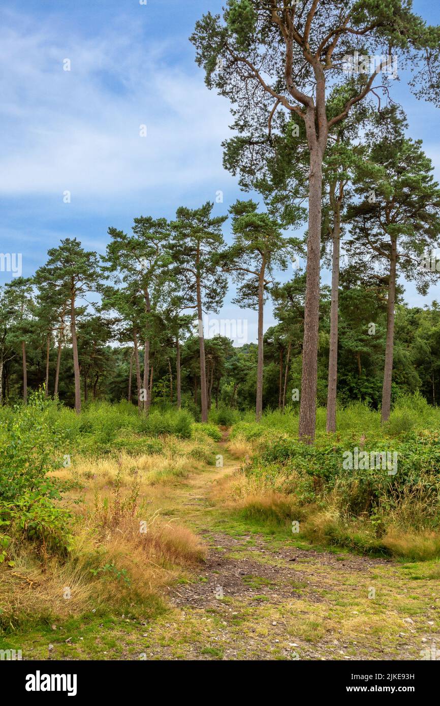 Woodland views in Lickey Hills Country Park, Rednal, Birmingham, UK ...