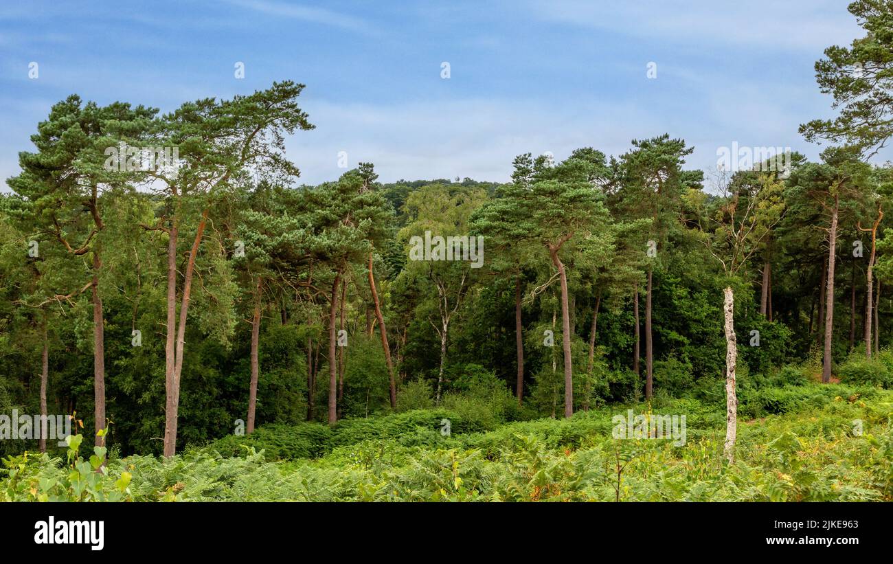 Woodland views in Lickey Hills Country Park, Rednal, Birmingham, UK ...