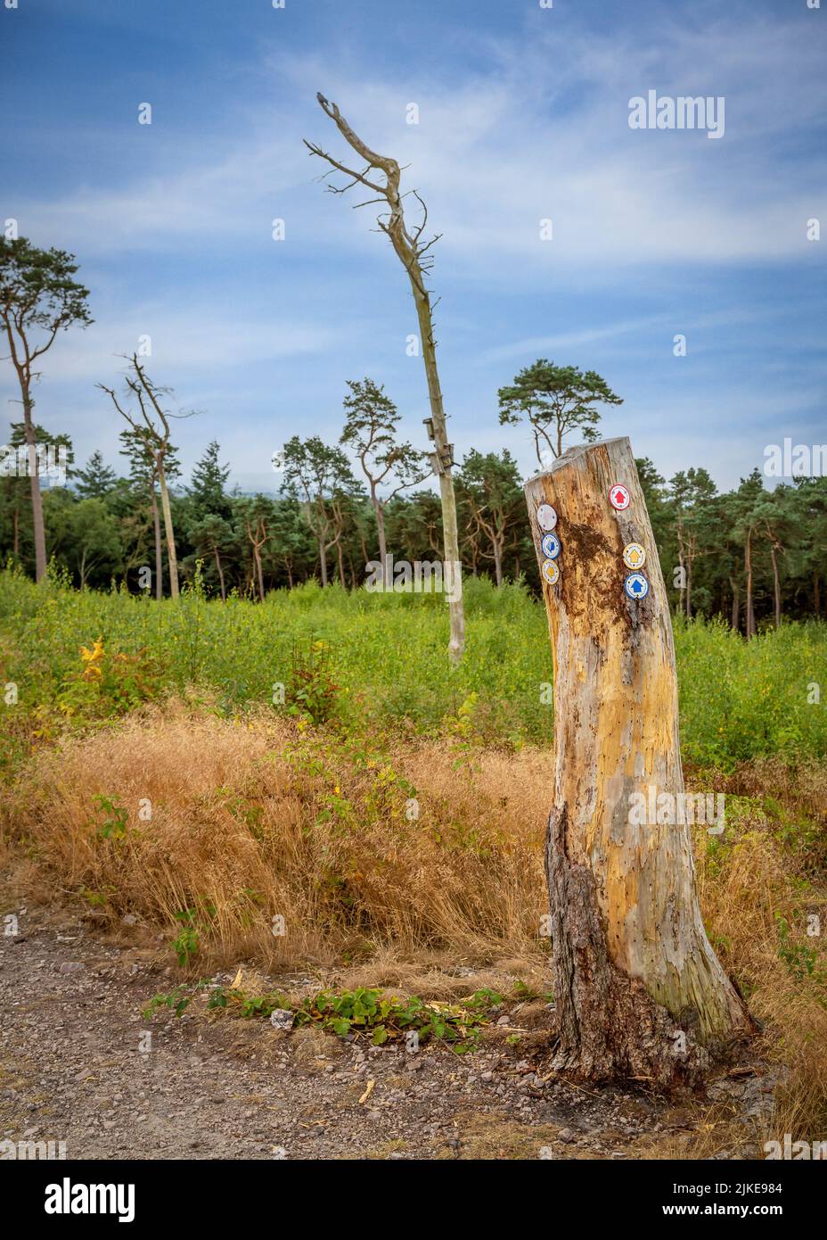 Woodland views in Lickey Hills Country Park, Rednal, Birmingham, UK ...