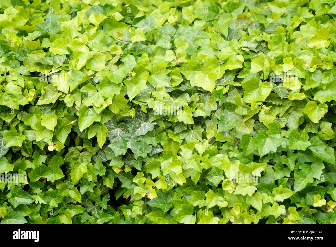 photo of beautiful green ivy leaves forming a large green wall Stock ...